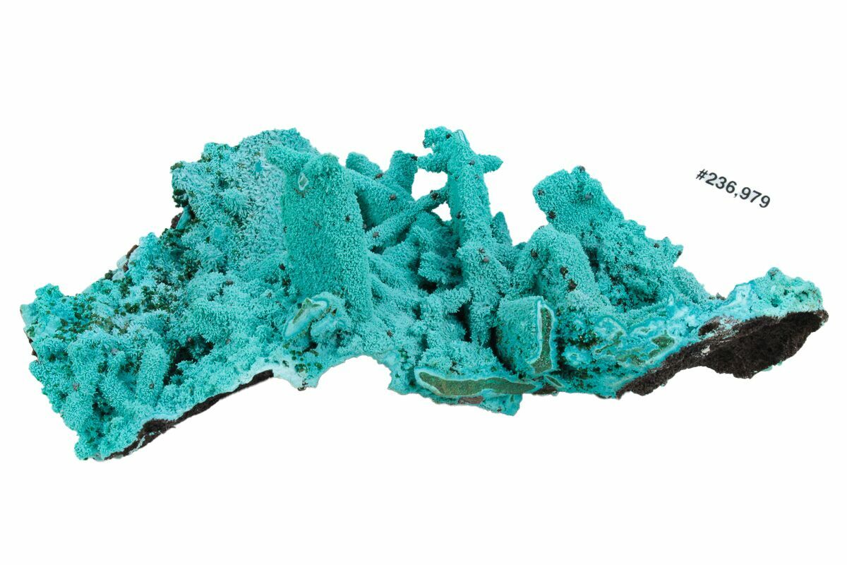 5.1" Chrysocolla and Malachite Pseudomorph - Lupoto Mine, Congo ...