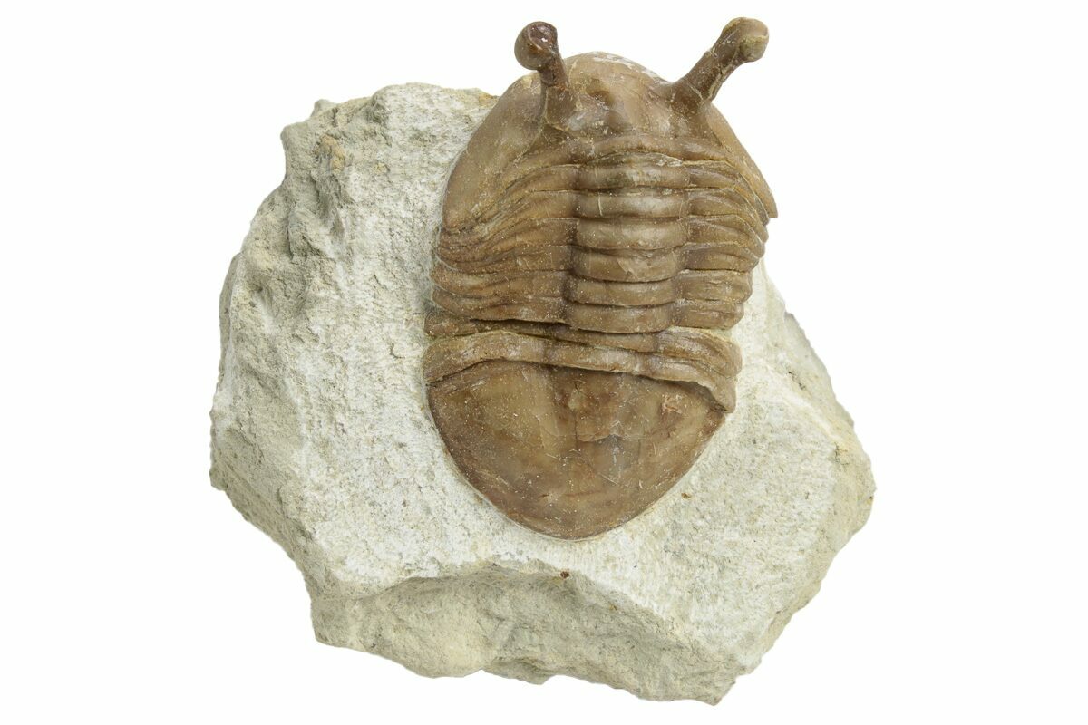 1.6" Stalk-Eyed Asaphus Kowalewskii Trilobite - Russia (#237029) For ...