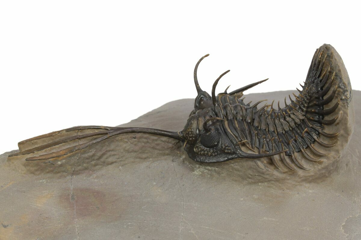 3.25" Trident Walliserops Trilobite - Foum Zguid, Morocco (#232838) For ...