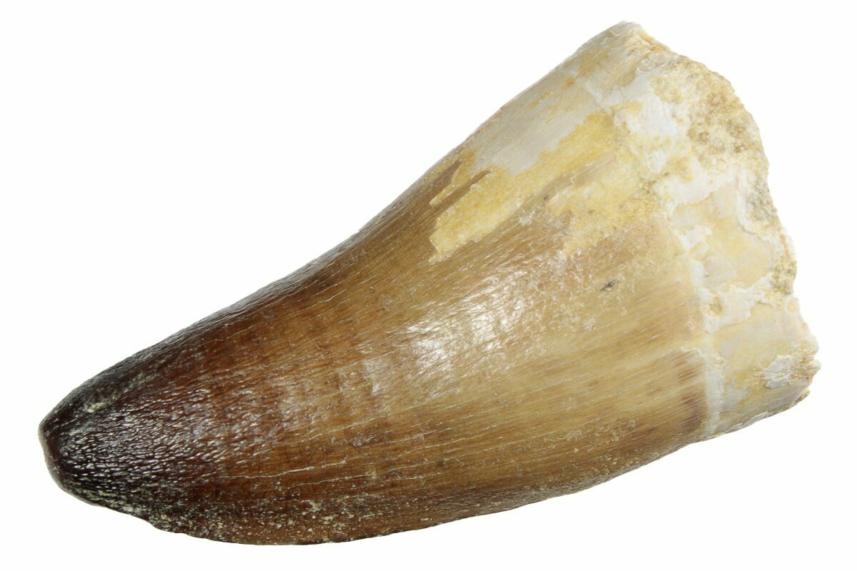 1.7" Fossil Mosasaur (Prognathodon) Tooth - Morocco (#237106) For Sale ...