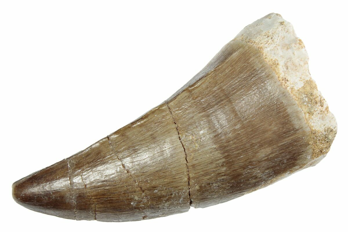 1.7" Fossil Mosasaur (Prognathodon) Tooth - Morocco (#237122) For Sale ...