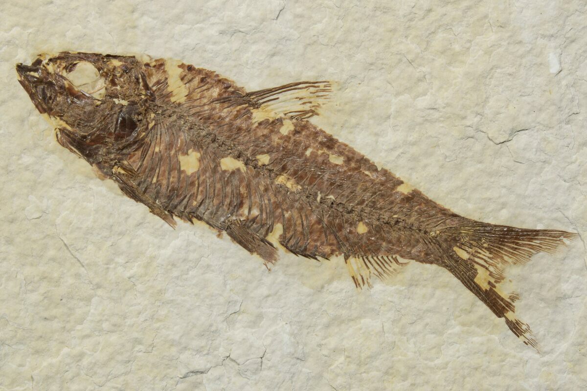 3.3" Fossil Fish (Knightia) - Green River Formation (#237198) For Sale ...