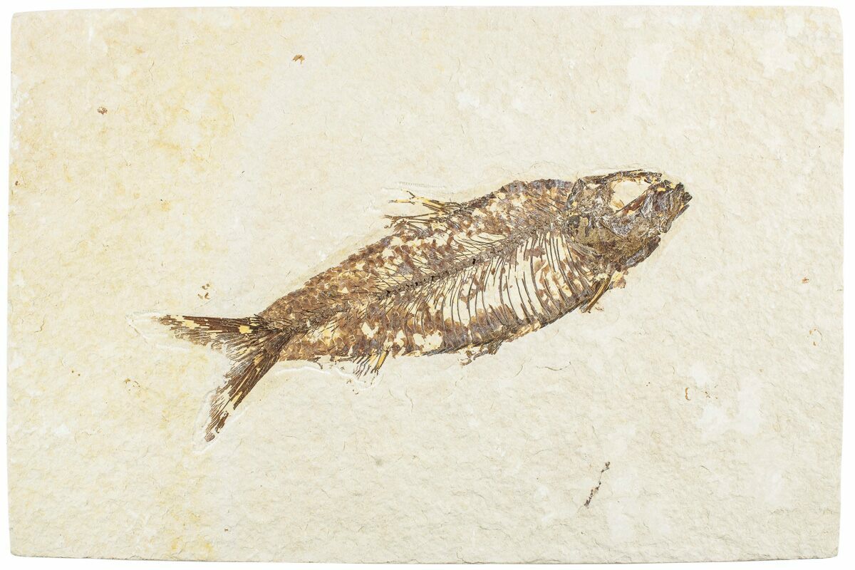 4.4" Fossil Fish (Knightia) - Green River Formation (#237212) For Sale ...