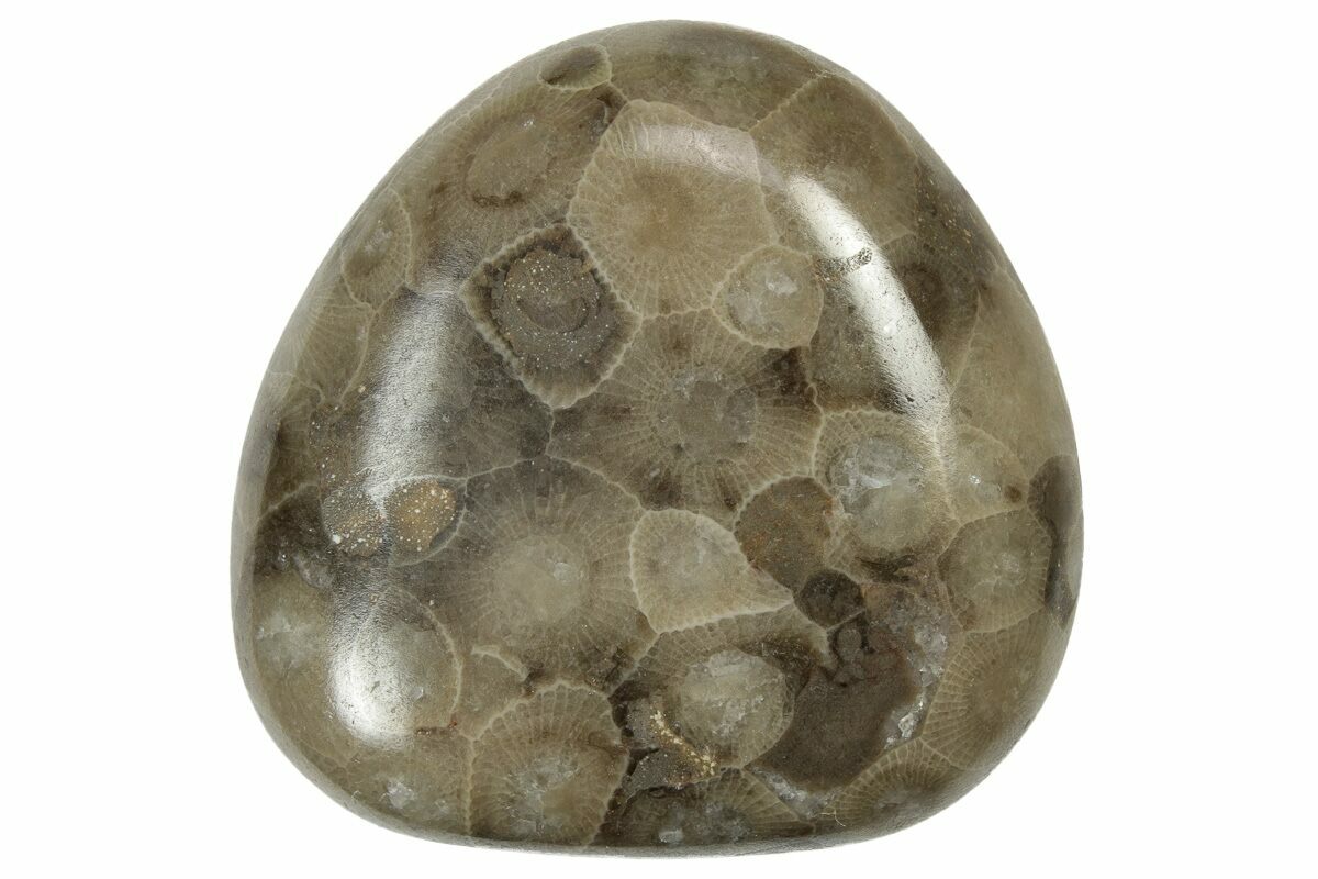 2" Polished Petoskey Stone (Fossil Coral) - Michigan (#237285) For Sale ...
