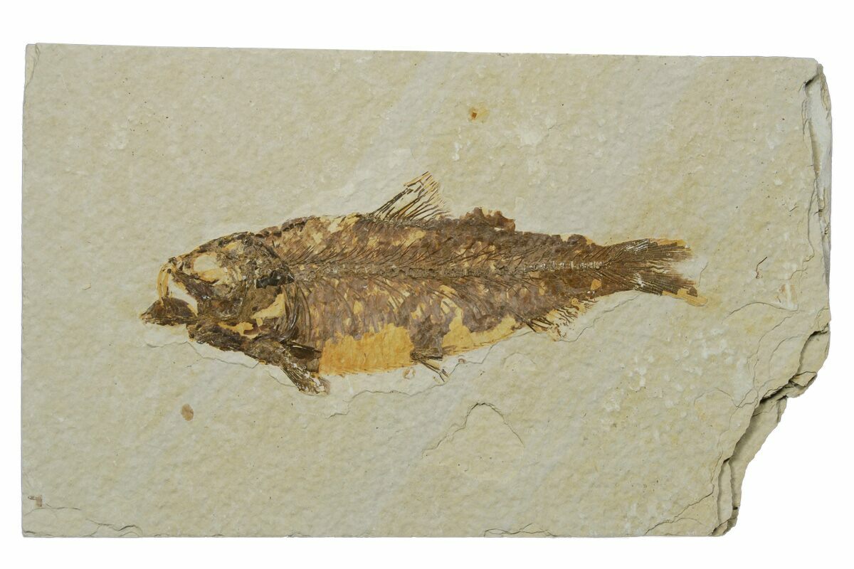 4.6" Fossil Fish (Knightia) - Green River Formation (#237237) For Sale ...