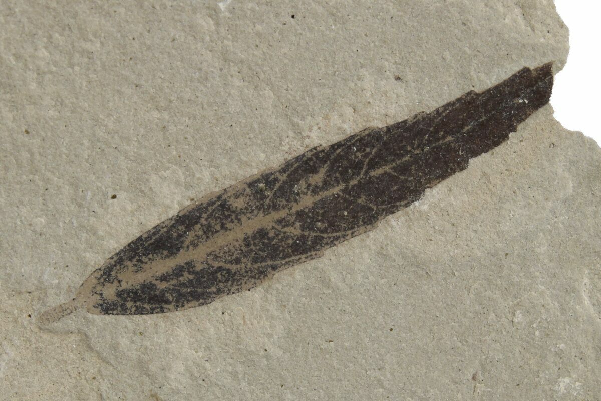 .85" Fossil Leaf - Green River Formation, Utah (#237538) For Sale ...