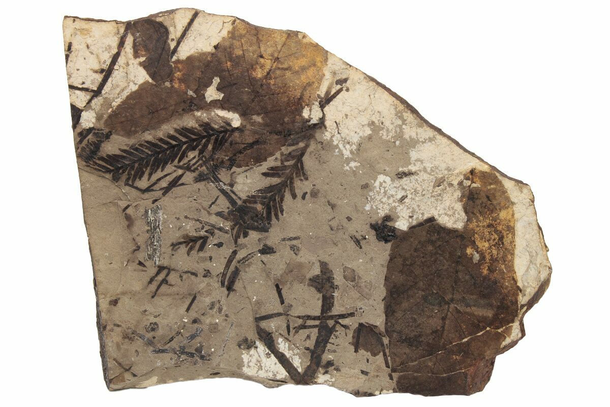 4.7" Fossil Leaf Plate - McAbee, BC (#237740) For Sale - FossilEra.com