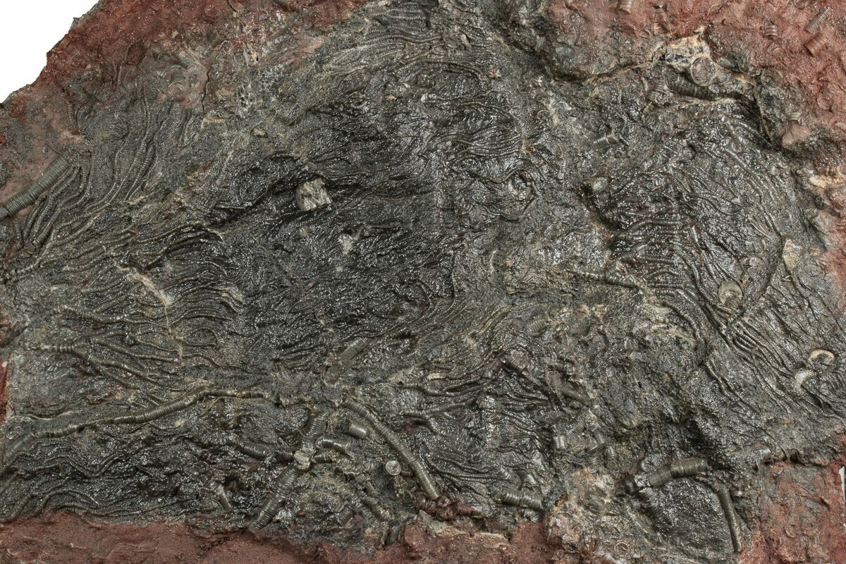 Bargain,11.8" Silurian Fossil Crinoid (Scyphocrinites) Plate - Morocco ...