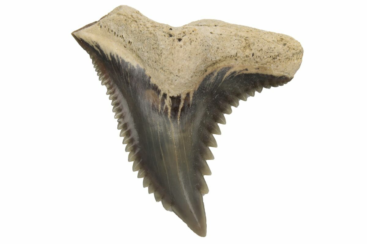 .8" Snaggletooth Shark (Hemipristis) Tooth - Aurora, NC (#237912) For ...