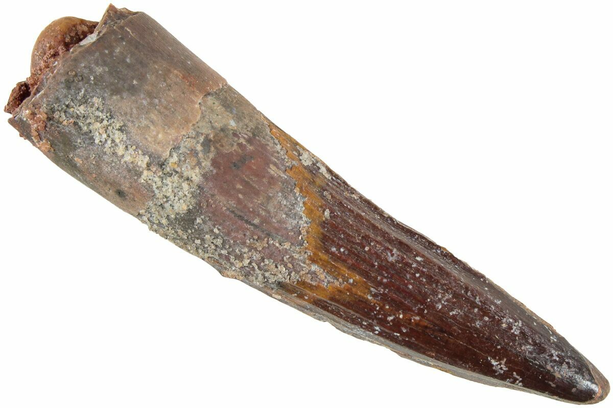 2.1" Fossil Spinosaurus Tooth - Real Dinosaur Tooth (#238302) For Sale ...