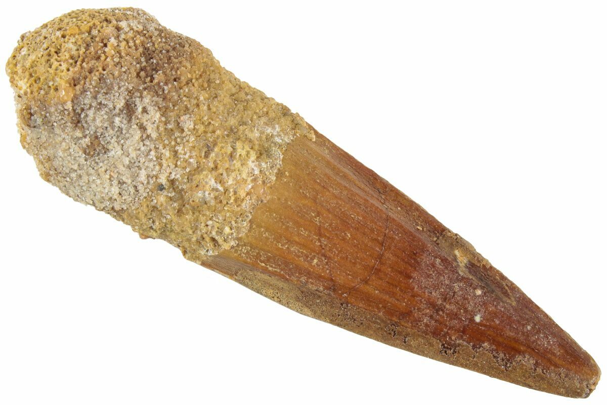 1.7" Fossil Spinosaurus Tooth - Real Dinosaur Tooth (#238307) For Sale ...