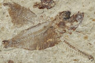2" Cretaceous Fossil Fish (Armigatus) - Lebanon (#235569) For Sale ...