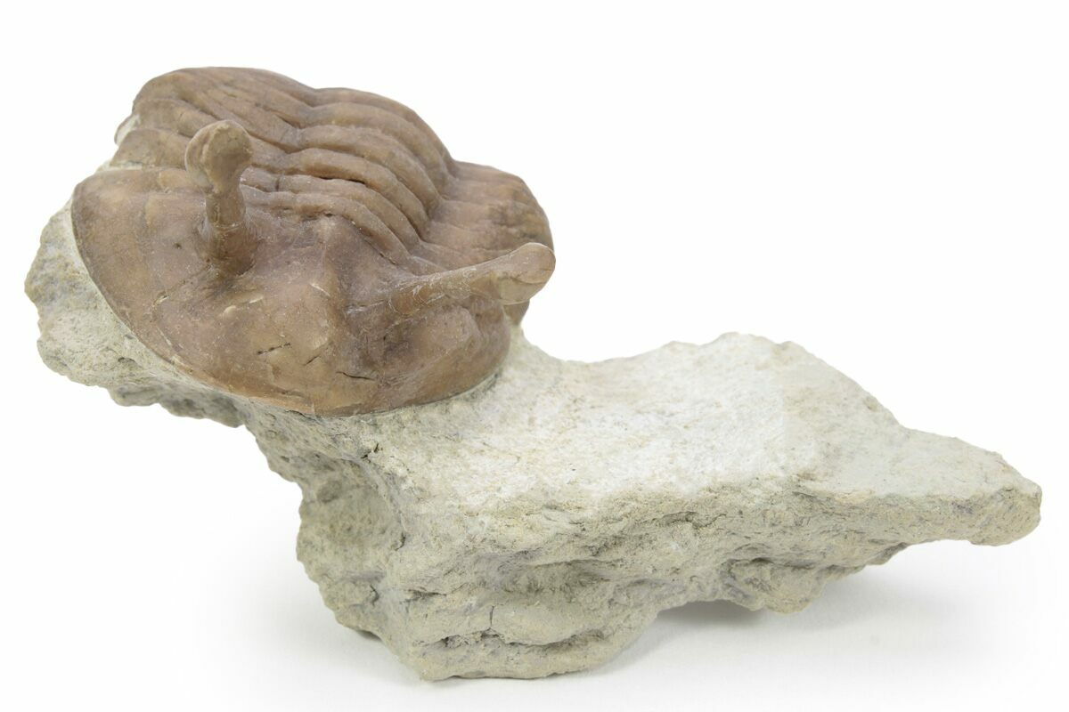 2.1" Stalk-Eyed Asaphus Kowalewskii Trilobite - Russia (#238526) For ...