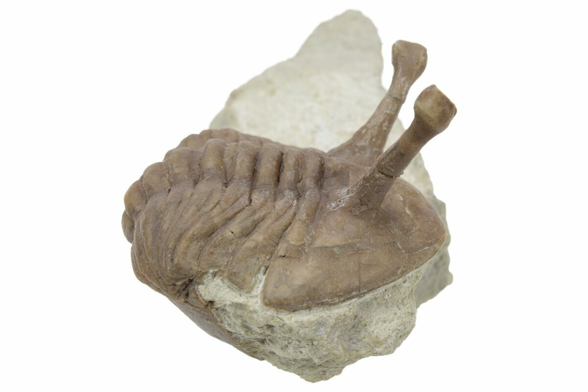 2.1" Stalk-Eyed Asaphus Kowalewskii Trilobite - Russia (#238526) For ...