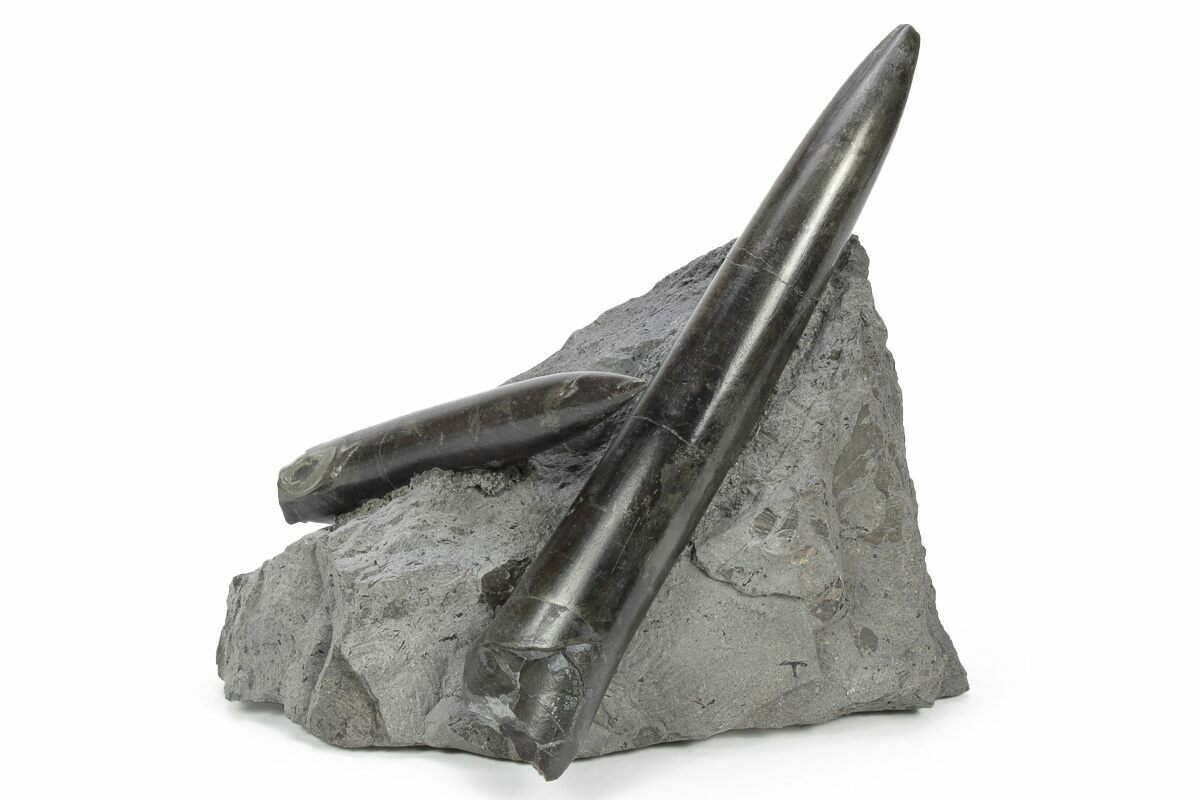 Two Jurassic Belemnite (Passaloteuthis) Fossils - Germany (#238529) For ...