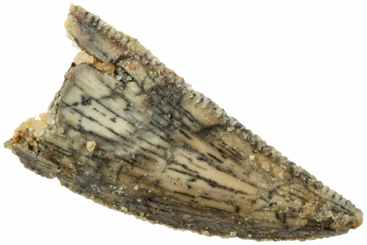 Serrated, .7" Raptor Tooth - Real Dinosaur Tooth (#238643) For Sale ...