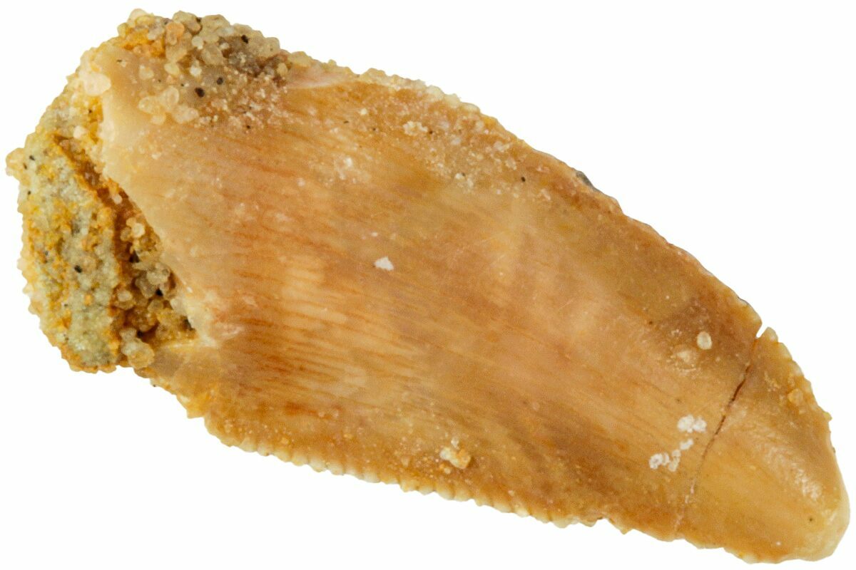 Serrated, .63" Raptor Tooth - Real Dinosaur Tooth (#238648) For Sale ...