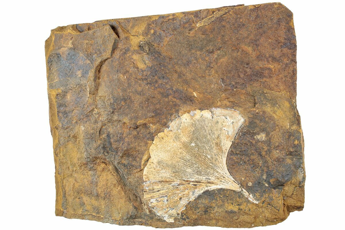 2.2" Fossil Ginkgo Leaf From North Dakota - Paleocene (#238829) For ...