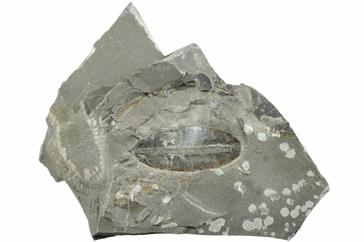 1.4" Ordovician Graptolite (Phyllograptus) - Fillmore Formation, Utah ...