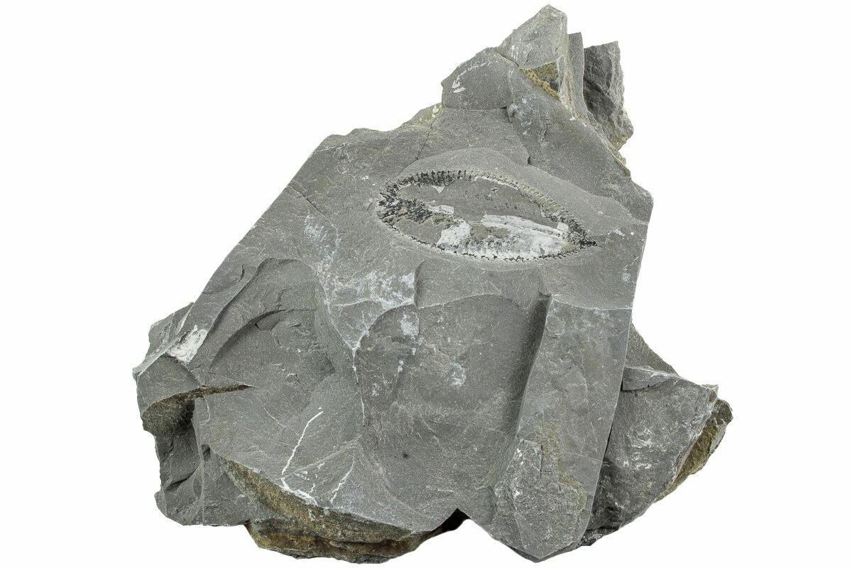 1.3" Ordovician Graptolite (Phyllograptus) - Fillmore Formation, Utah ...