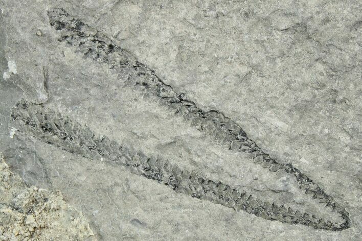 1.1" Ordovician Graptolite (Didymograptus) - Fillmore Formation, Utah ...