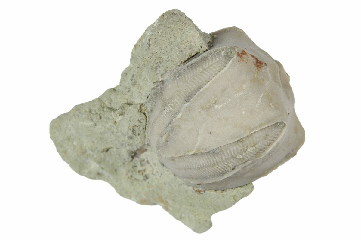 .7" Blastoid (Pentremites) Fossil - Illinois (#184094) For Sale ...