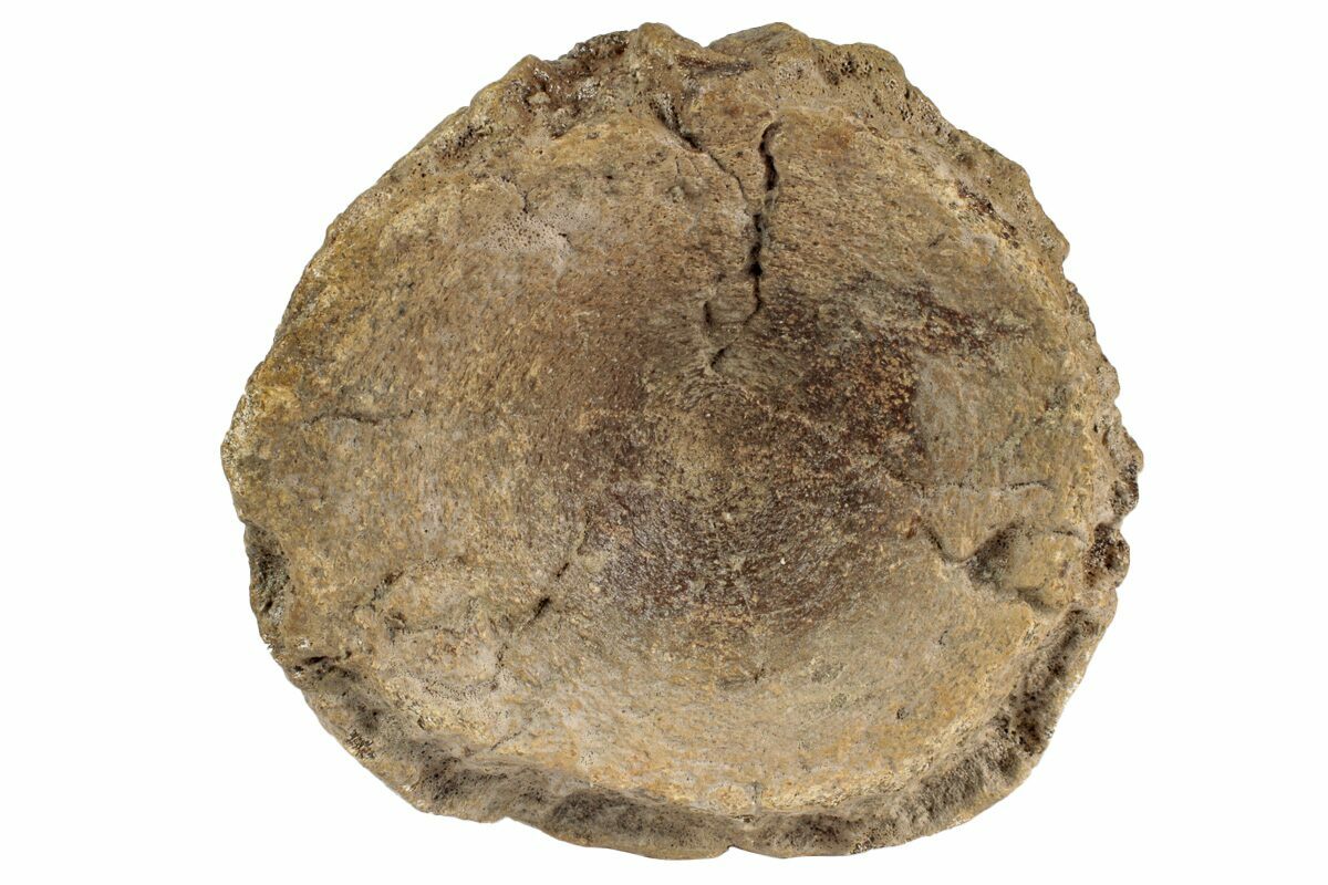 4.7" Fossil Ichthyosaur (Brachypterygius) Vertebra - England (#238914 ...