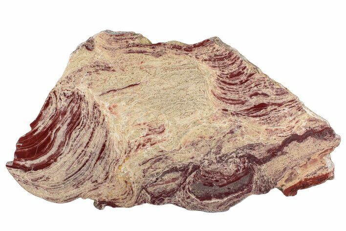 16" Polished Domal Stromatolite Slab - 1.1 Billion Years Old (#239891 ...