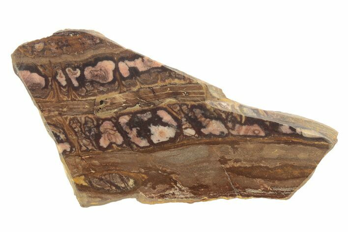 5.5" Polished Outback Jasper - Western Australia (#240029) For Sale ...