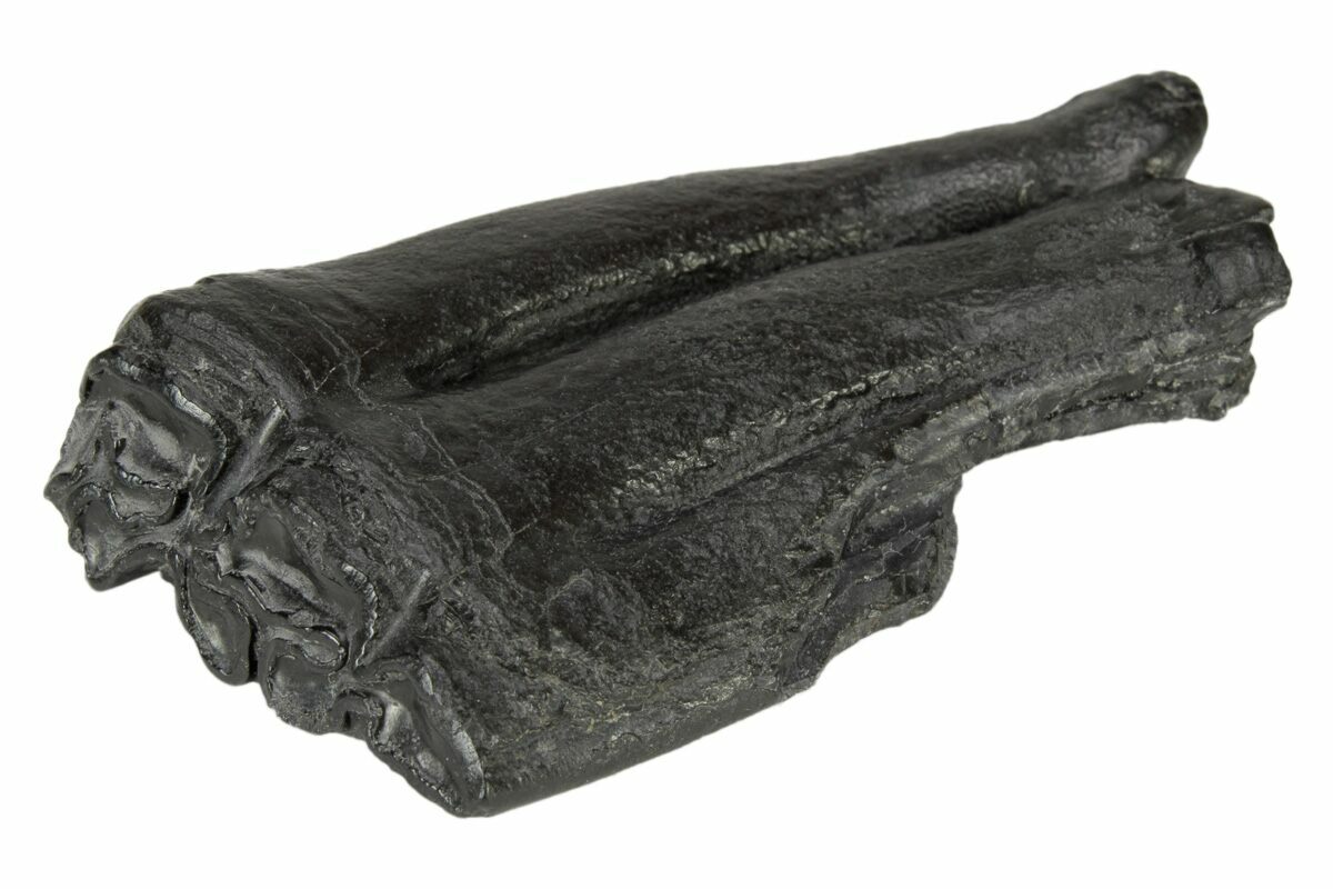 2.3" Pleistocene Aged Fossil Horse Tooth - South Carolina (#239806) For ...