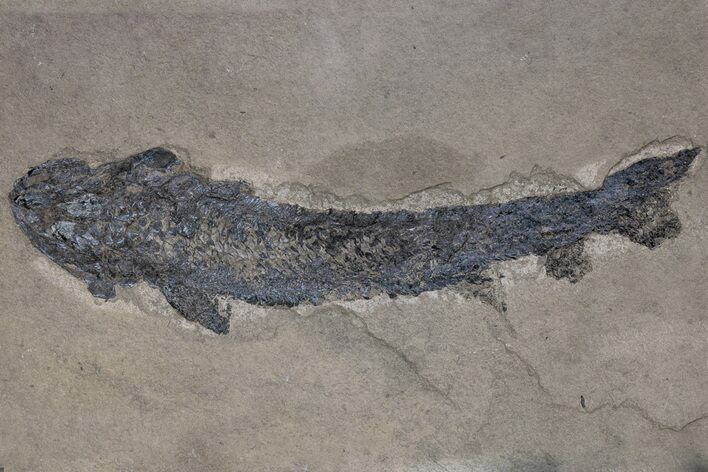 Rare, 12.2" Devonian Fish (Gyroptychius) Fossil - Scotland (#240209 ...