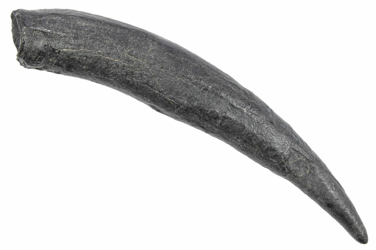 3.2" Fossil Pygmy Sperm Whale (Kogiopsis) Tooth - South Carolina ...