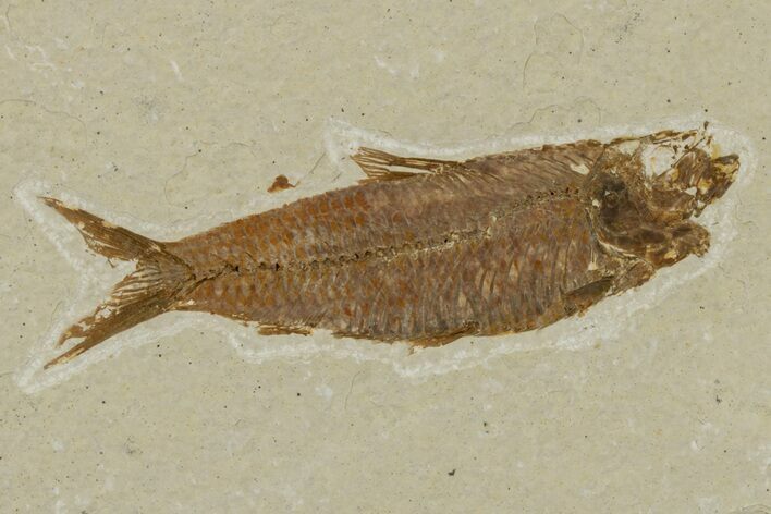 4.1" Fossil Fish (Knightia) - Green River Formation (#240444) For Sale ...