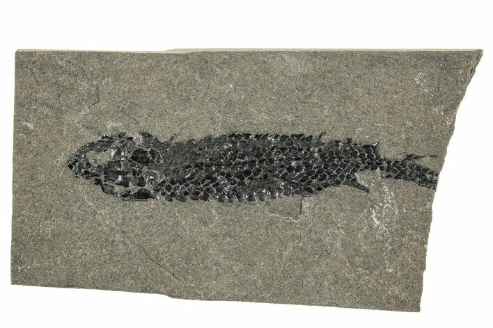 3" Devonian Lobed-Fin Fish (Osteolepis) Fossil - Scotland (#240753) For ...