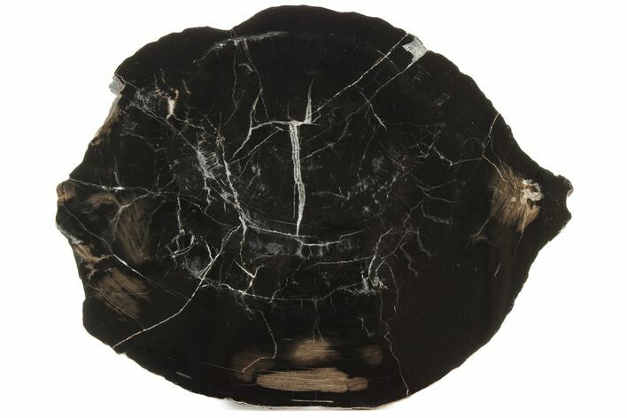 15.4" Rare, Pennsylvanian Petrified Wood Round - Pella, Iowa (#240918 ...