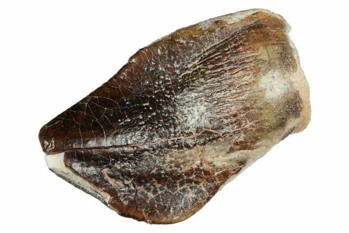 1.12" Rare Sauropod (Jobaria) Tooth - Niger (#241053) For Sale ...