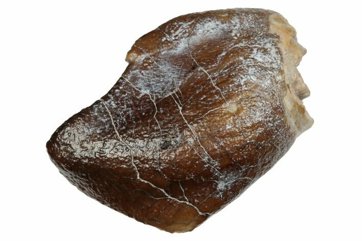 1.00" Rare Sauropod (Jobaria) Tooth - Niger (#241054) For Sale ...