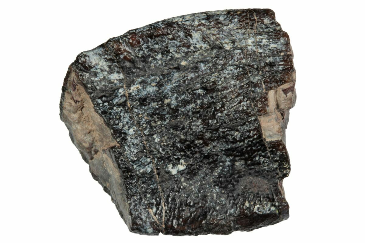 Bargain, .66" Rare Sauropod (Jobaria) Partial Tooth - Niger (#241064 ...