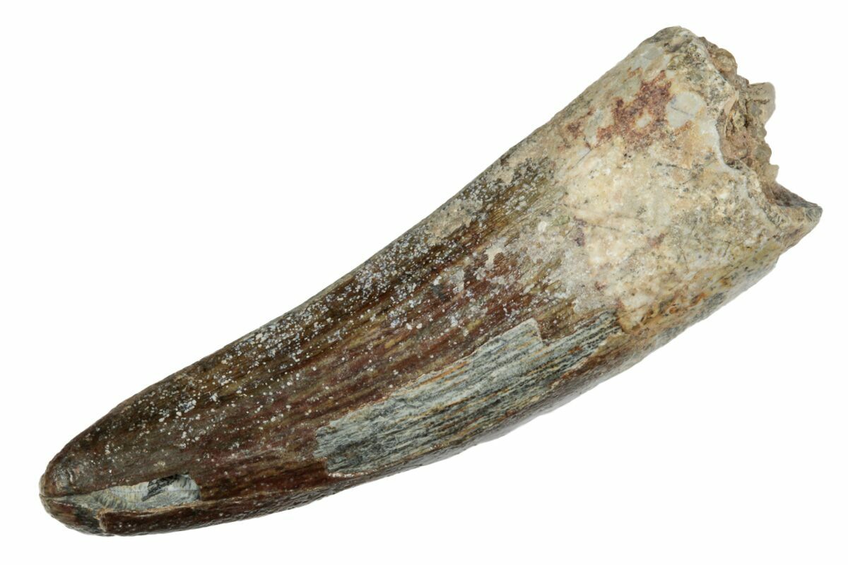 1.45" Spinosaurid Dinosaur (Suchomimus) Tooth - Niger (#241092) For ...