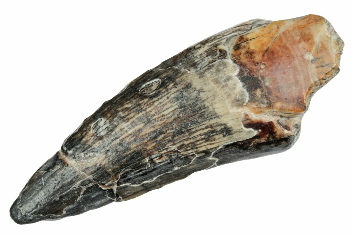 1.62" Spinosaurid Dinosaur (Suchomimus) Tooth - Niger (#241093) For ...