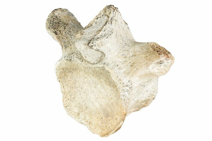 4" Fossil Cretaceous Plesiosaur Vertebra - Asfla, Morocco (#240928) For ...