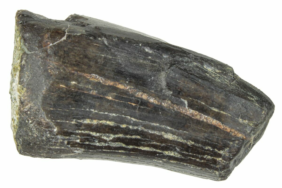 Bargain, 1.18" Tyrannosaur Tooth - Two Medicine Formation (#241282) For ...