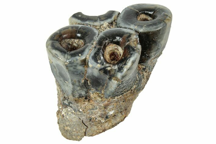 1.7" Fossil Desmostylus (Hippo-Like Animal) Molar - California (#241173 ...