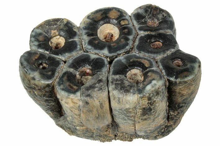 2" Fossil Desmostylus (Hippo-Like Animal) Molar - California (#241183 ...