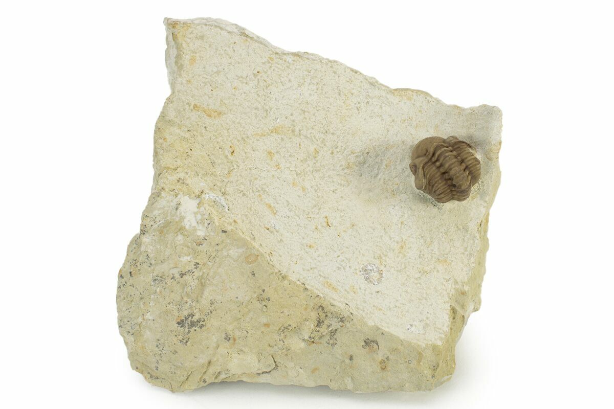 Enrolled Kainops Trilobite - Black Cat Mountain, Oklahoma (#241426) For ...