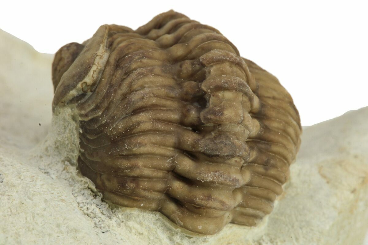 Enrolled Kainops Trilobite - Black Cat Mountain, Oklahoma (#241426) For ...