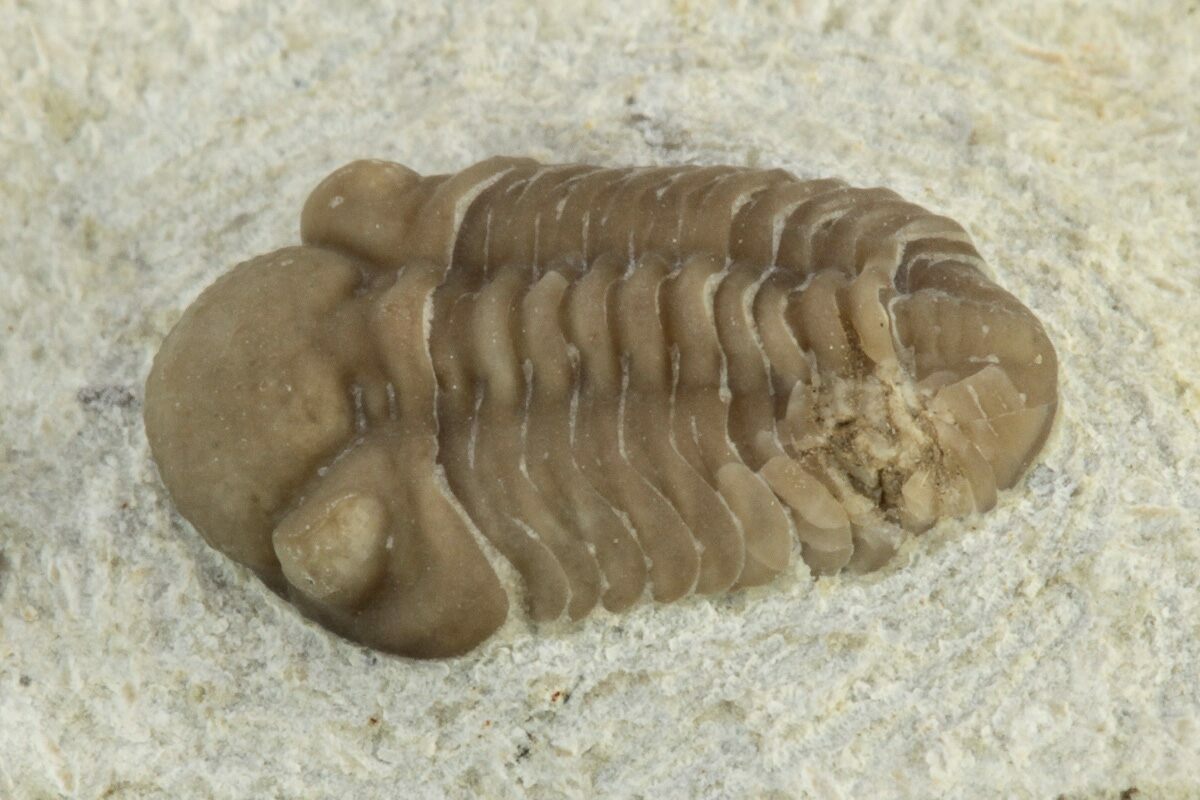 .4" Juvenile Paciphacops Trilobite - Black Cat Mountain, Oklahoma ...