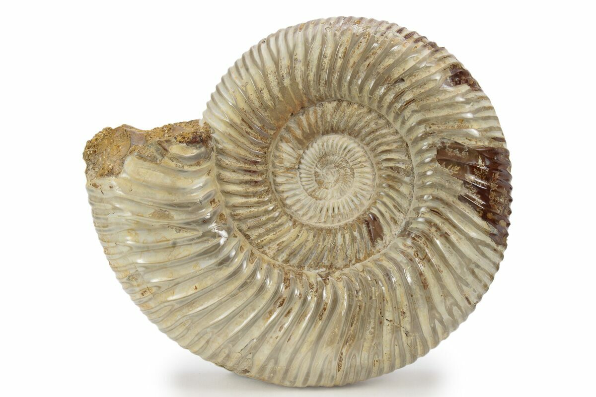 5.1" Jurassic Ammonite (Perisphinctes) - Madagascar (#241576) For Sale ...