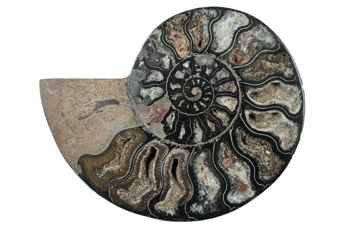 5.5" Cut & Polished Ammonite Fossil (Half) - Unusual Black Color ...