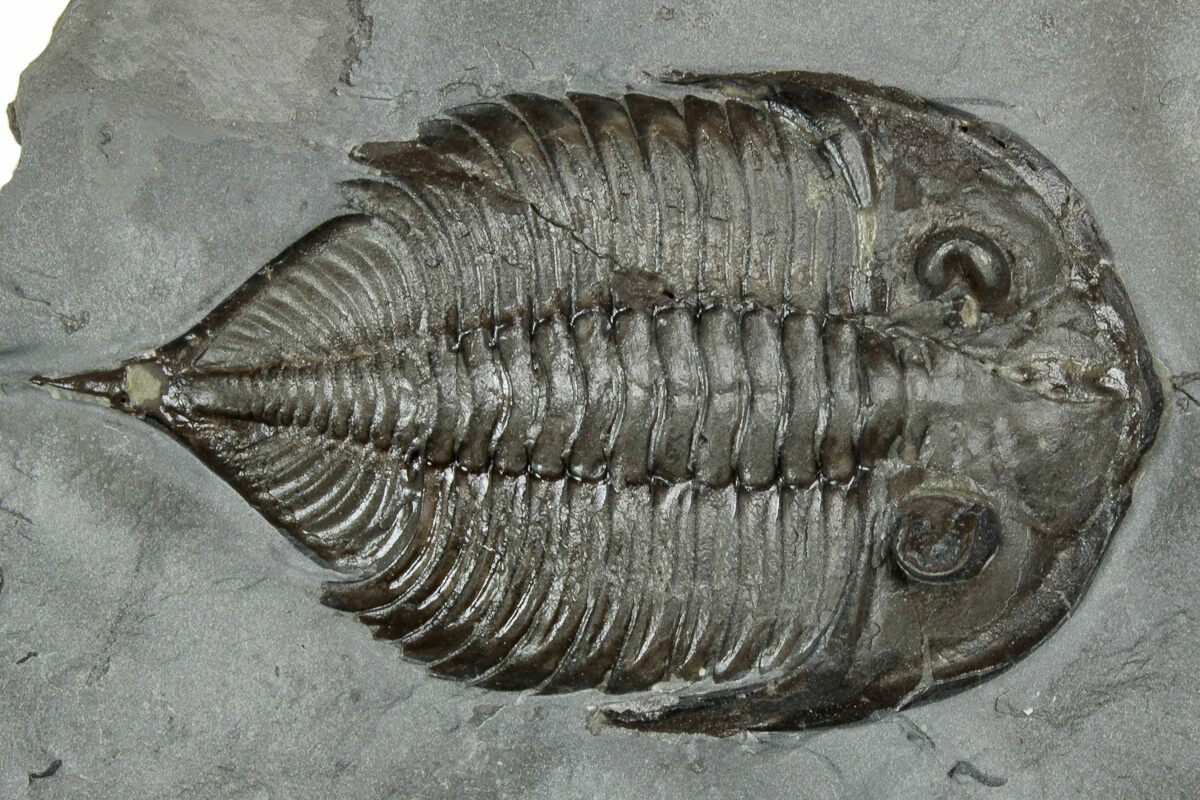 1.95" Dalmanites Trilobite Fossil - New York (#241935) For Sale ...